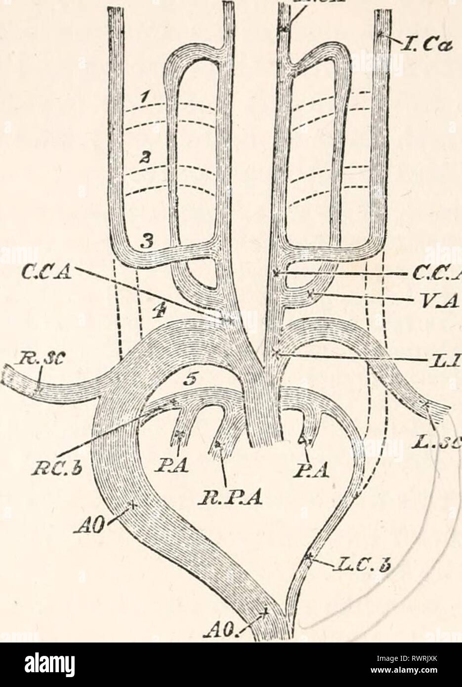 Innominate artery hi-res stock photography and images - Alamy