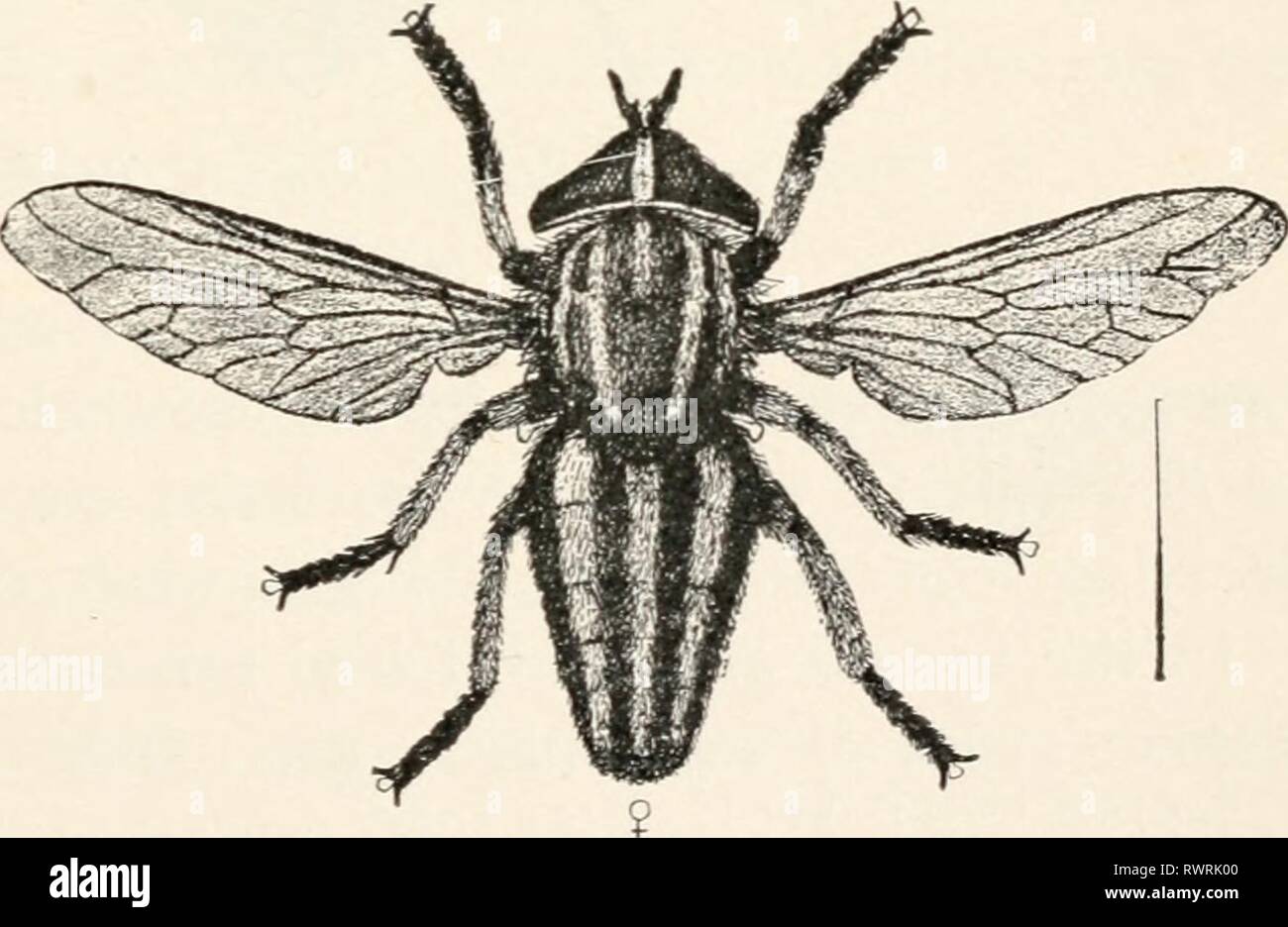 Elementary entomology ([c1912]) Elementary entomology ...