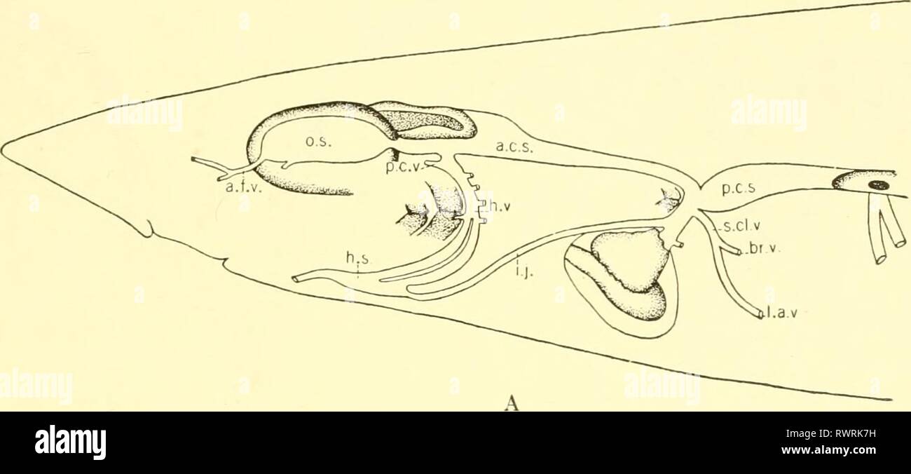 The elasmobranch fishes (1934) The elasmobranch fishes ...