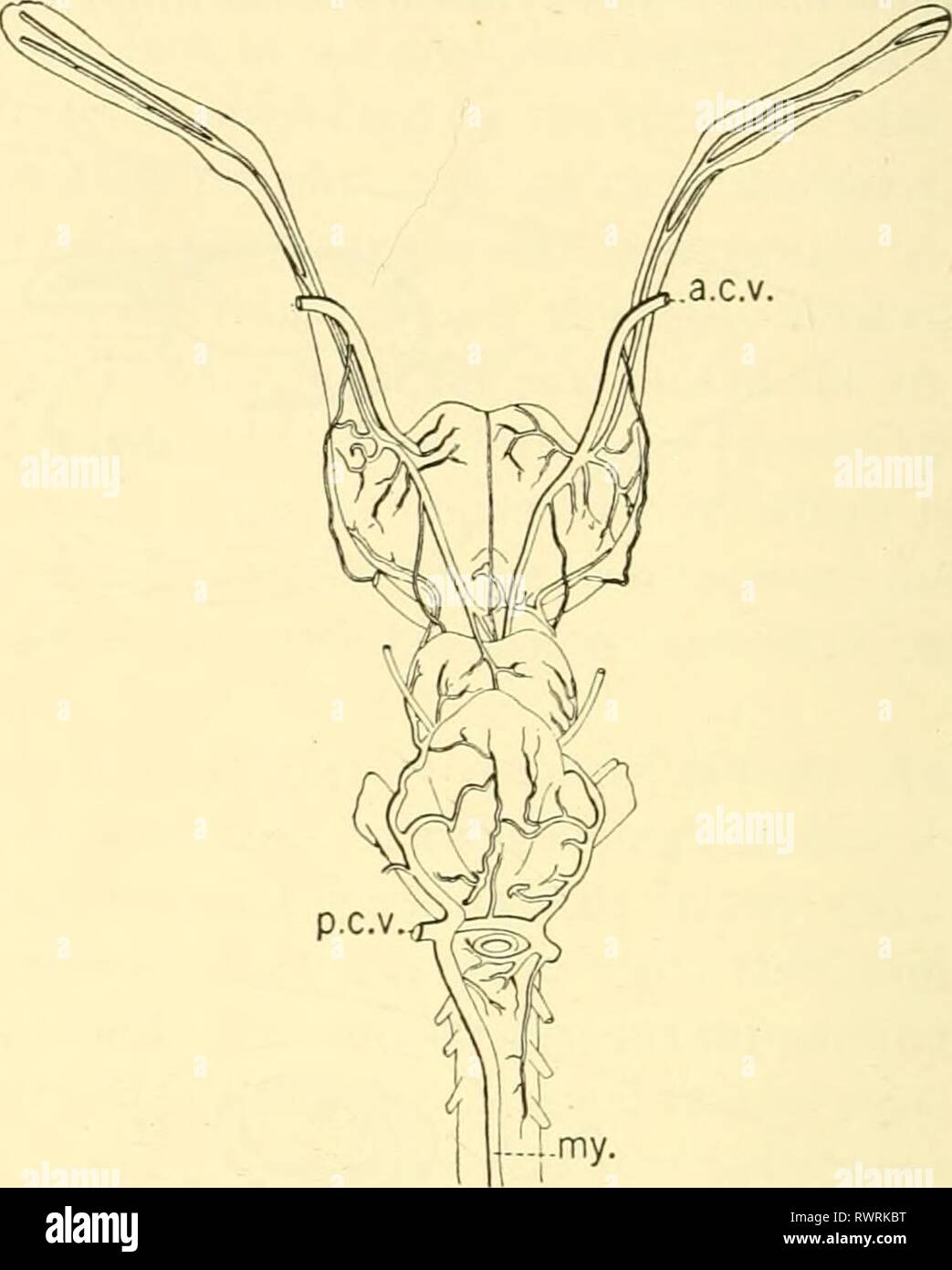 The elasmobranch fishes (1934) The elasmobranch fishes ...