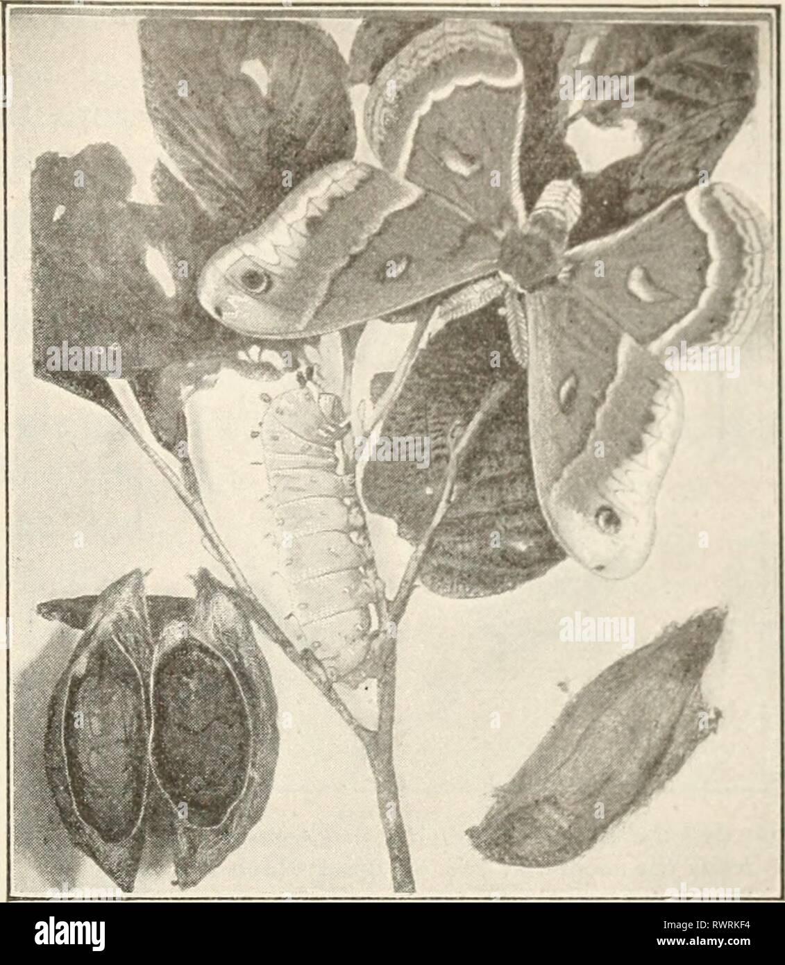 Caterpillar body parts hi-res stock photography and images - Alamy