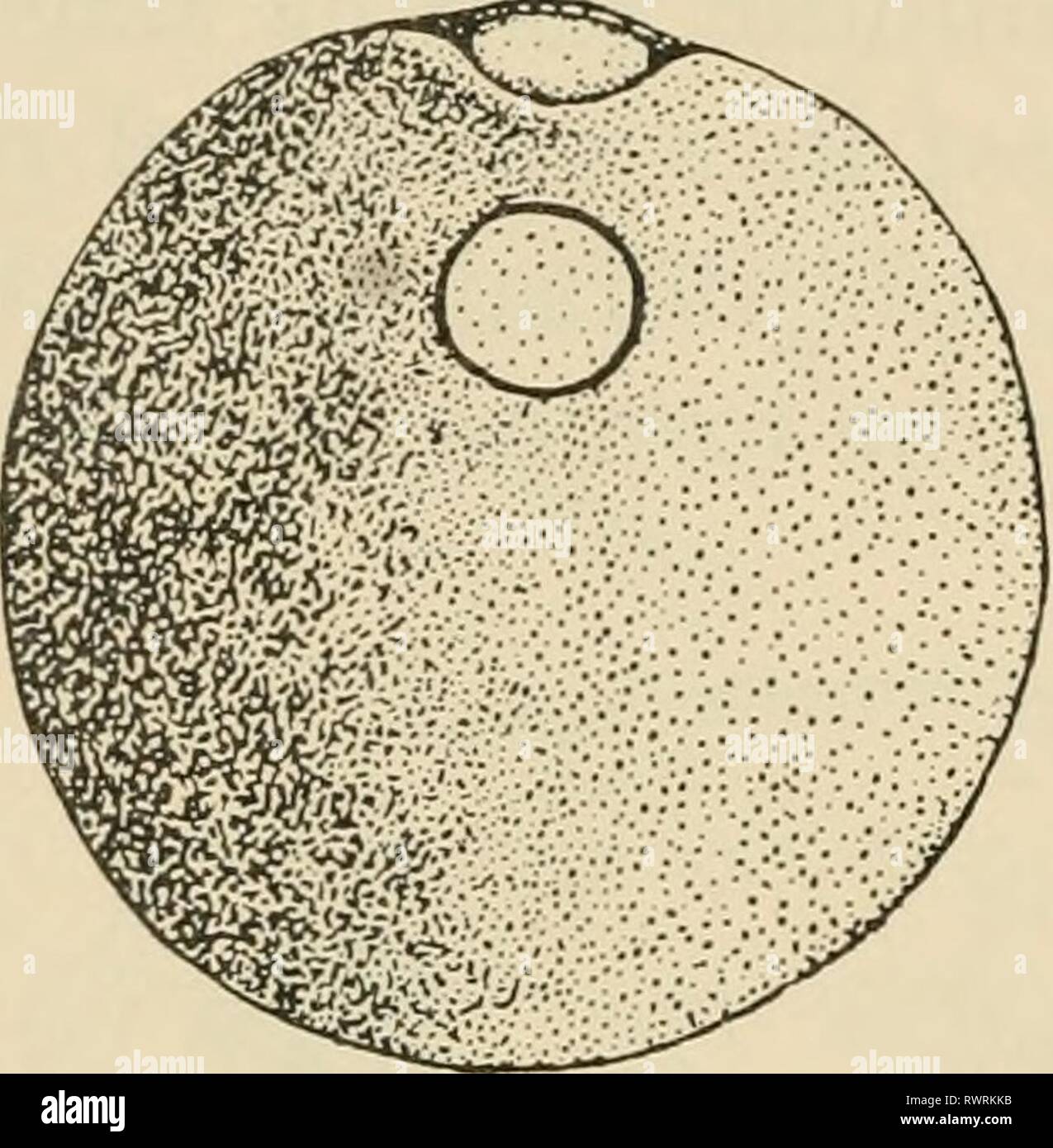 The elements of experimental embryology Stock Photo - Alamy