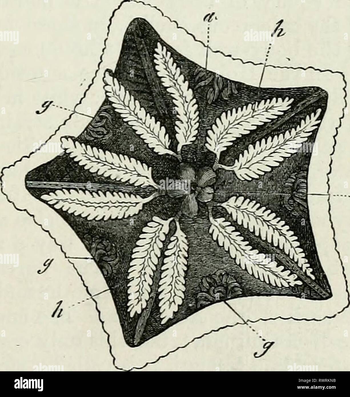 Elements of Comparative Anatomy (1878) Elements of Comparative Anatomy ...