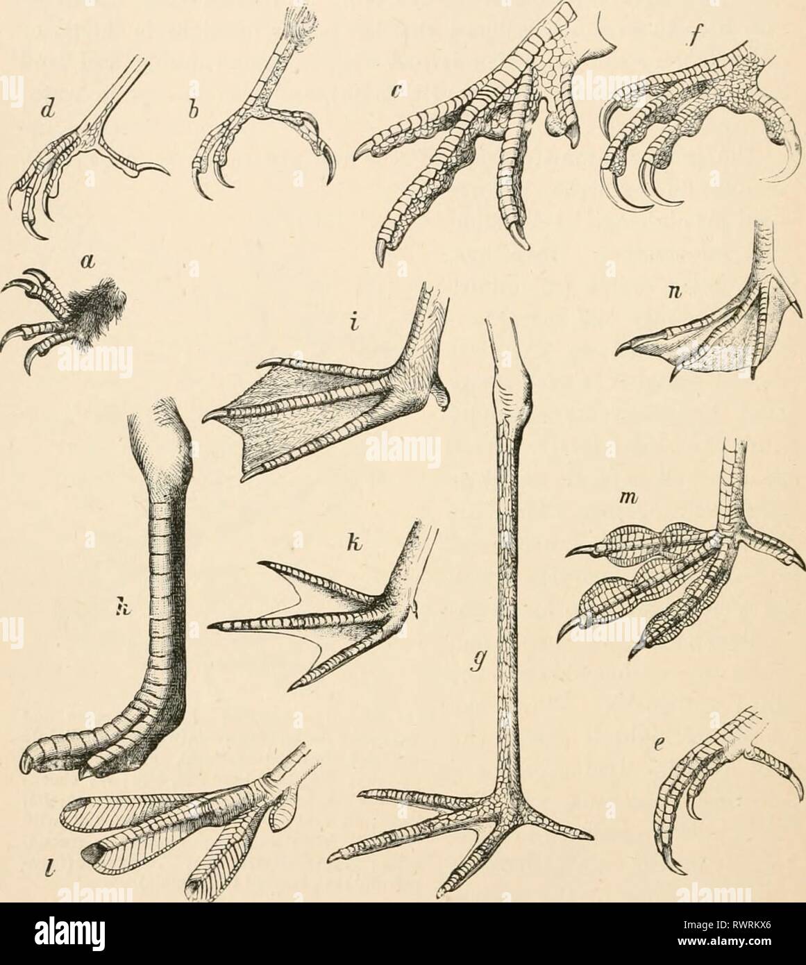 Forms of birds feet hi-res stock photography and images - Alamy