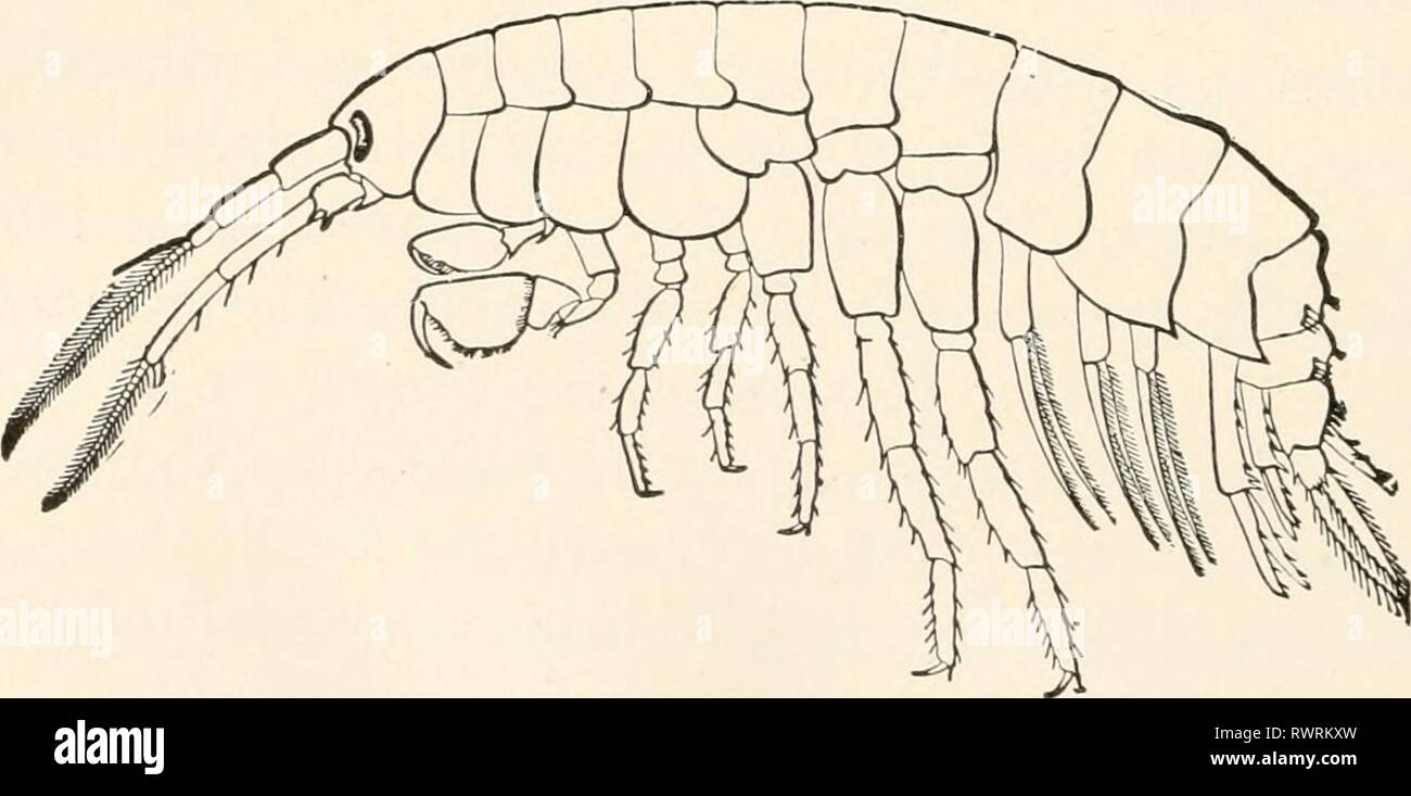 Idotea hi-res stock photography and images - Alamy