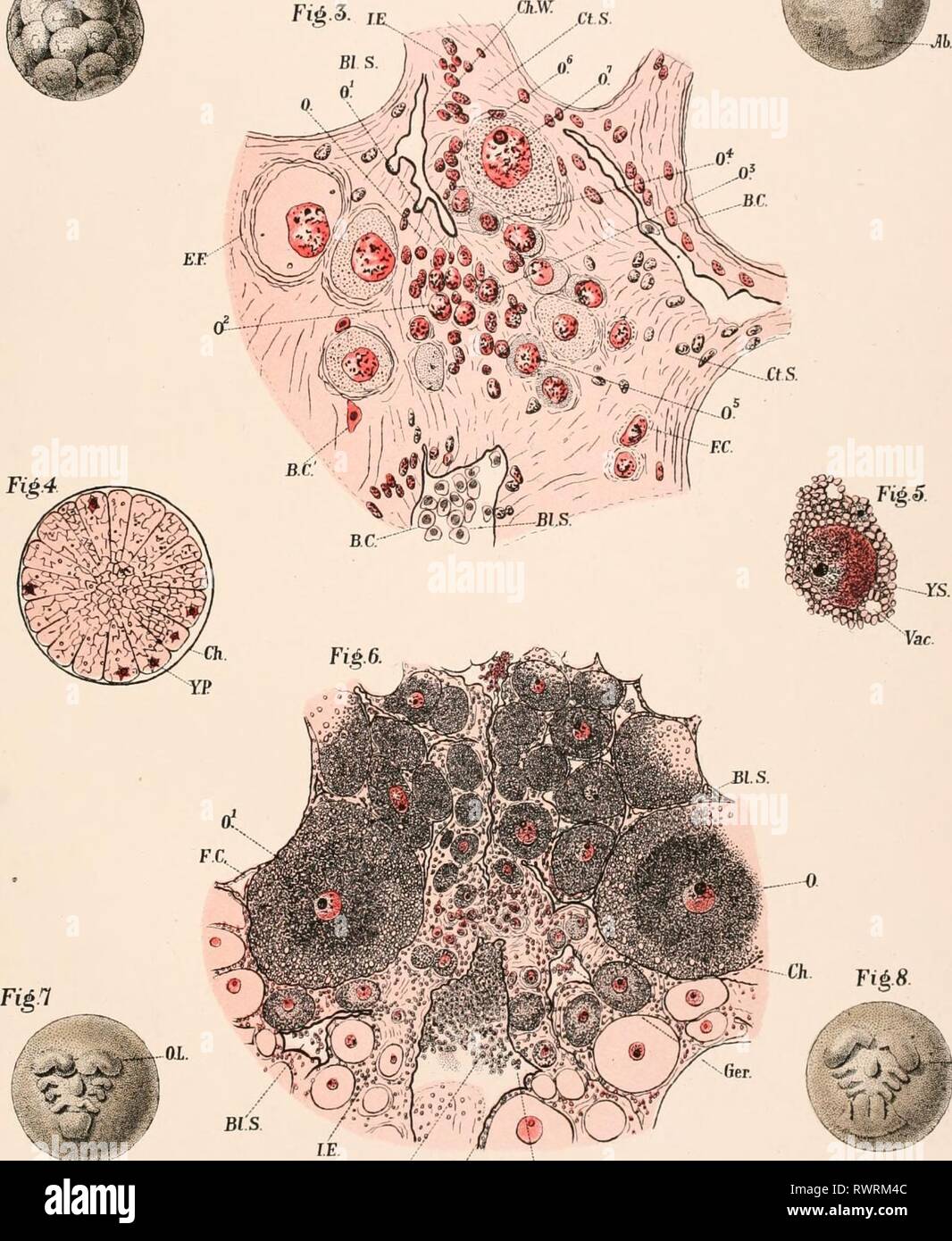 The embryology and metamorphosis of Stock Photo - Alamy