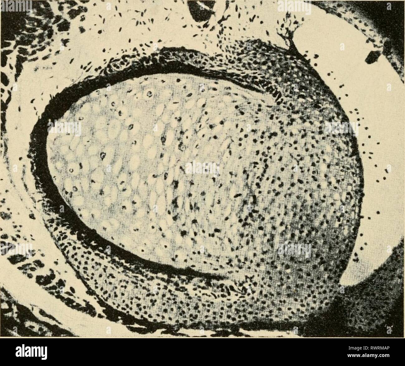 The elements of experimental embryology Stock Photo - Alamy