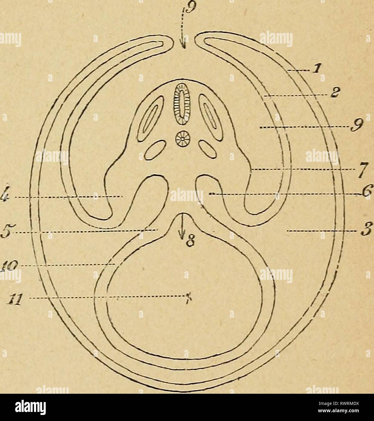 Physiologie du corps humain hi-res stock photography and images - Alamy