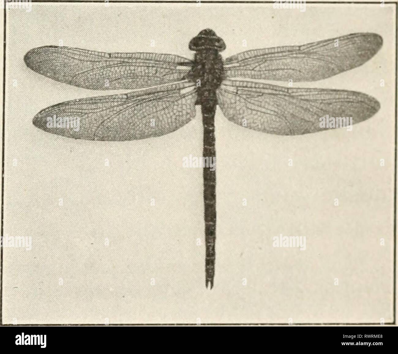 Bot fly larvae hi-res stock photography and images - Alamy