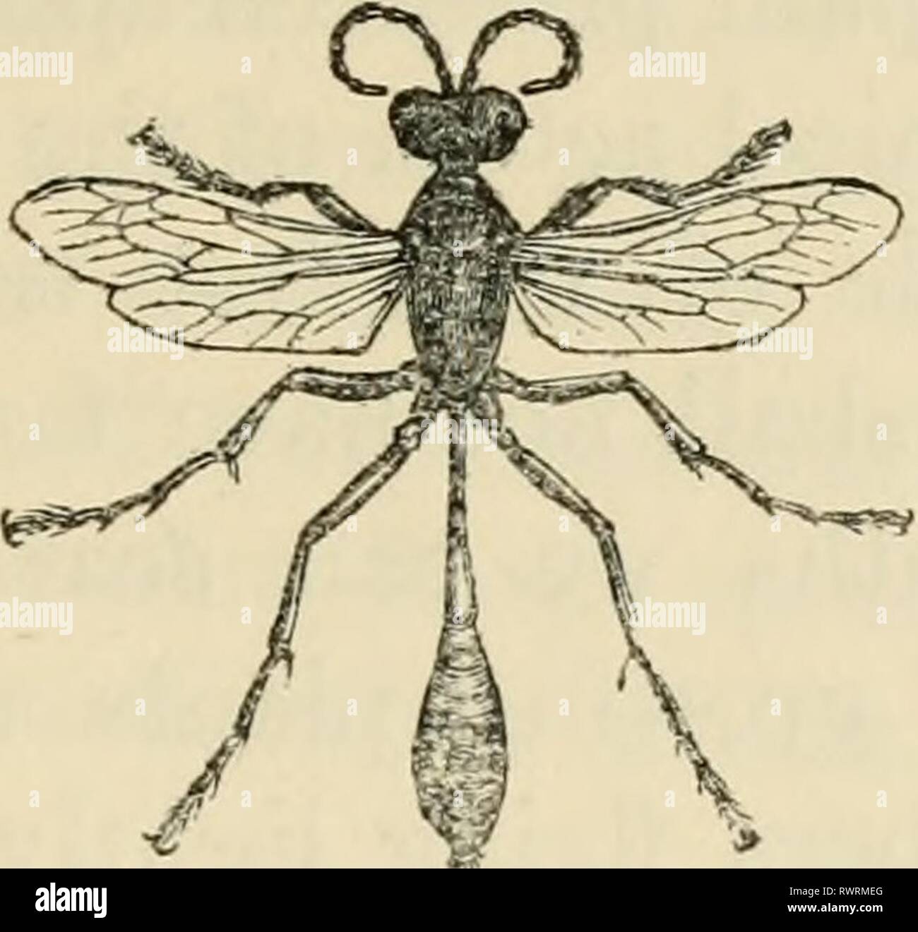 Elements of entomology an outline Stock Photo - Alamy