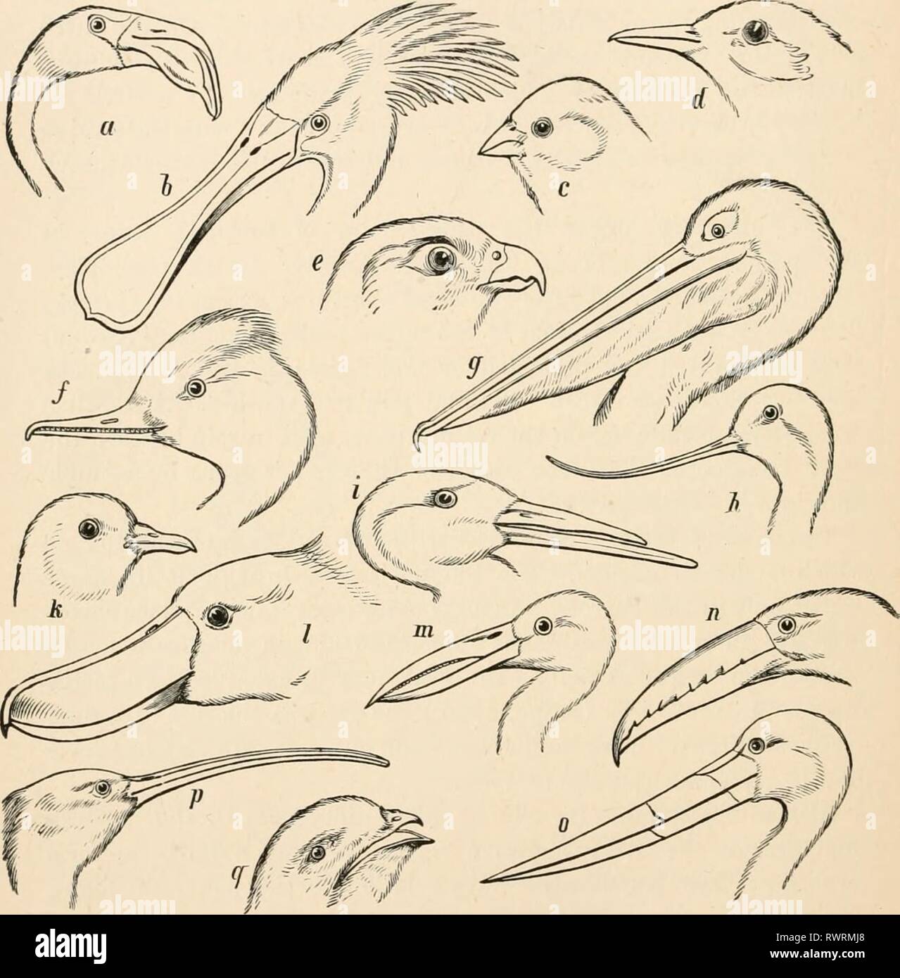 Falco candicans hi-res stock photography and images - Alamy