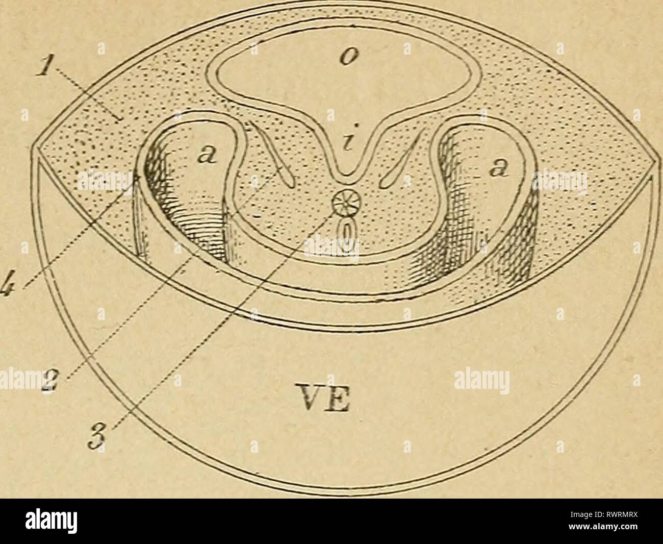 Le corps humain hi-res stock photography and images - Alamy