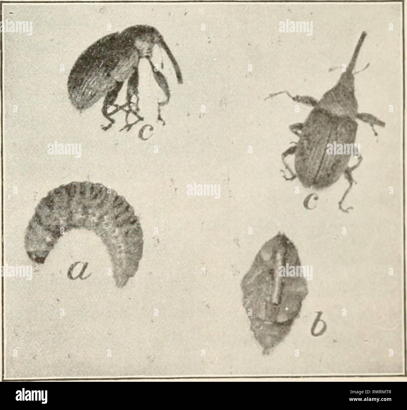 Elements of biology; a practical Elements of biology; a practical text ...