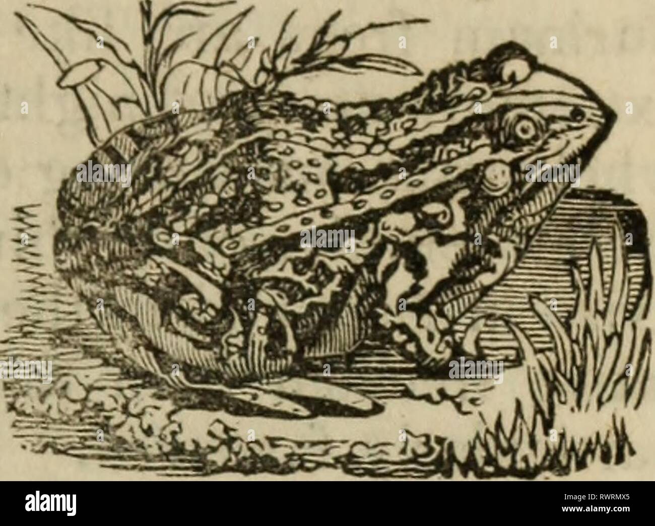 Elements of zoology, or, Natural Stock Photo - Alamy