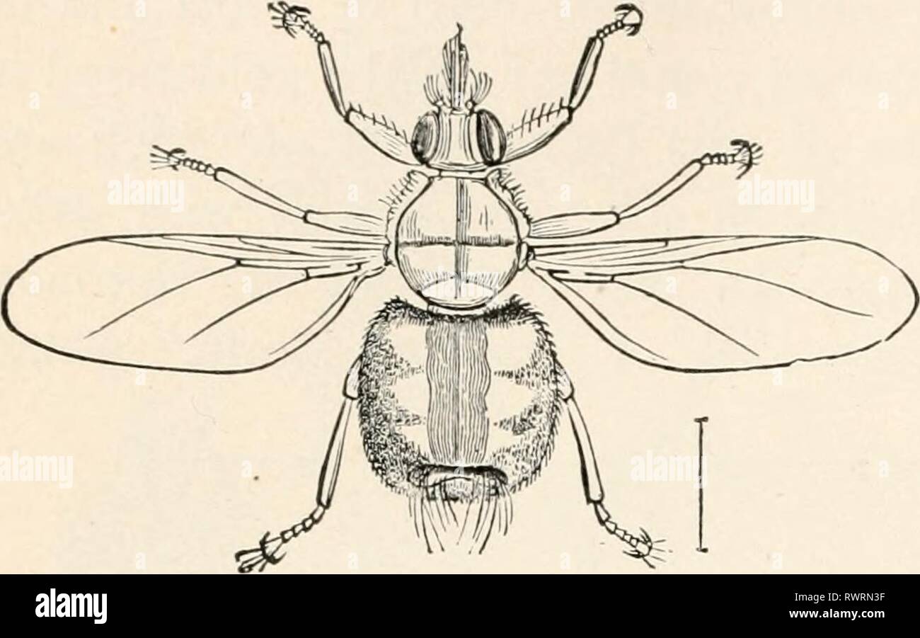 Hippoboscidae hi-res stock photography and images - Alamy