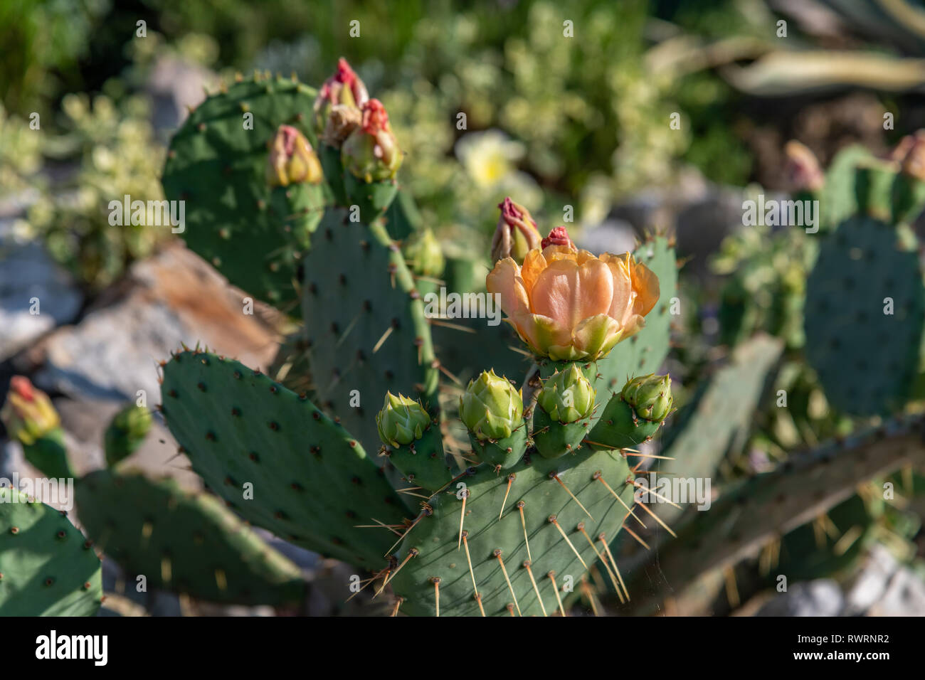 Opuntia ficus-indica with orange flowers in nature Stock Photo - Alamy