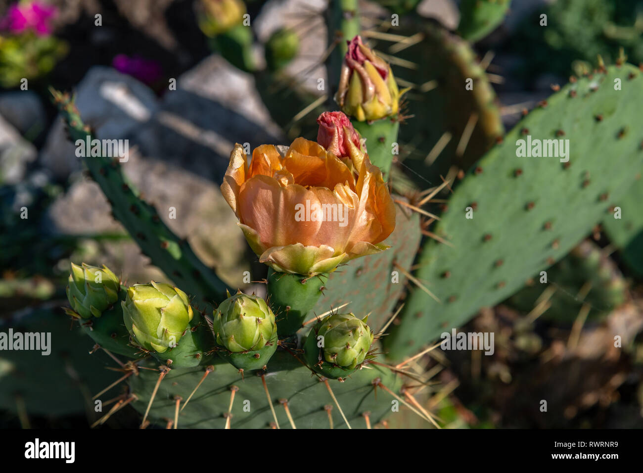 Opuntia ficus-indica with orange flowers in nature Stock Photo - Alamy