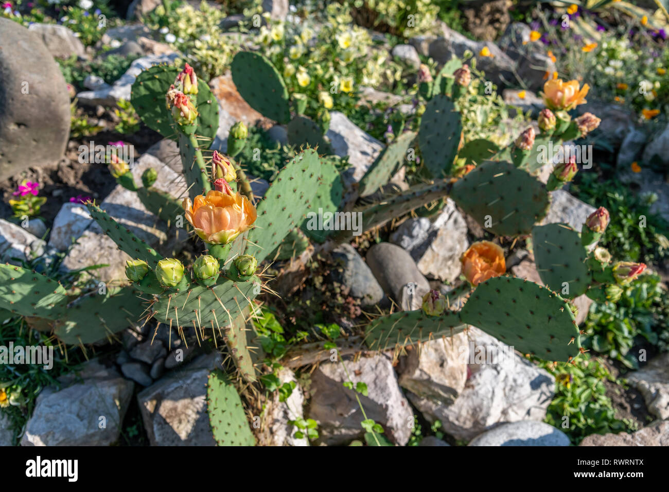 Opuntia ficus-indica with orange flowers in nature Stock Photo - Alamy