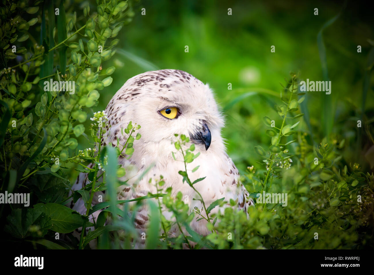 Snowy owl face hi-res stock photography and images - Alamy