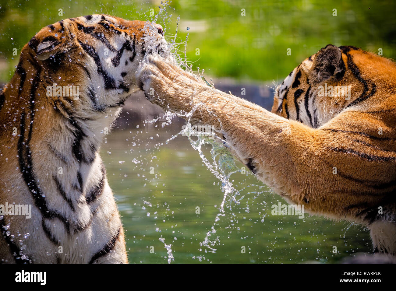 Tiger water splash hi-res stock photography and images - Alamy