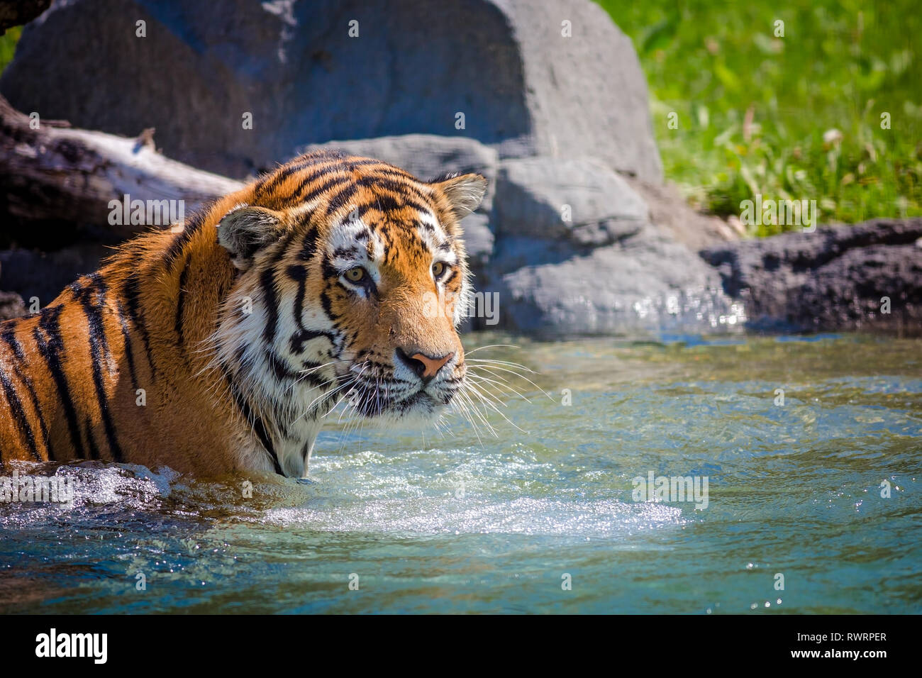 Siberian tiger in water hi-res stock photography and images - Alamy