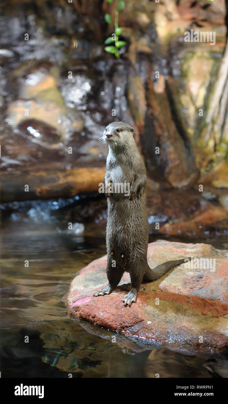 Cute river otter standing hi-res stock photography and images - Alamy