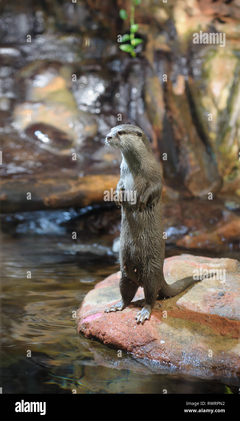 Cute river otter standing hi-res stock photography and images - Alamy