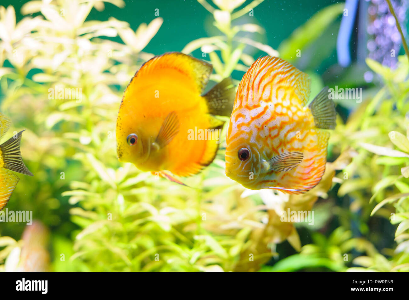 Discus pompadour hi-res stock photography and images - Alamy