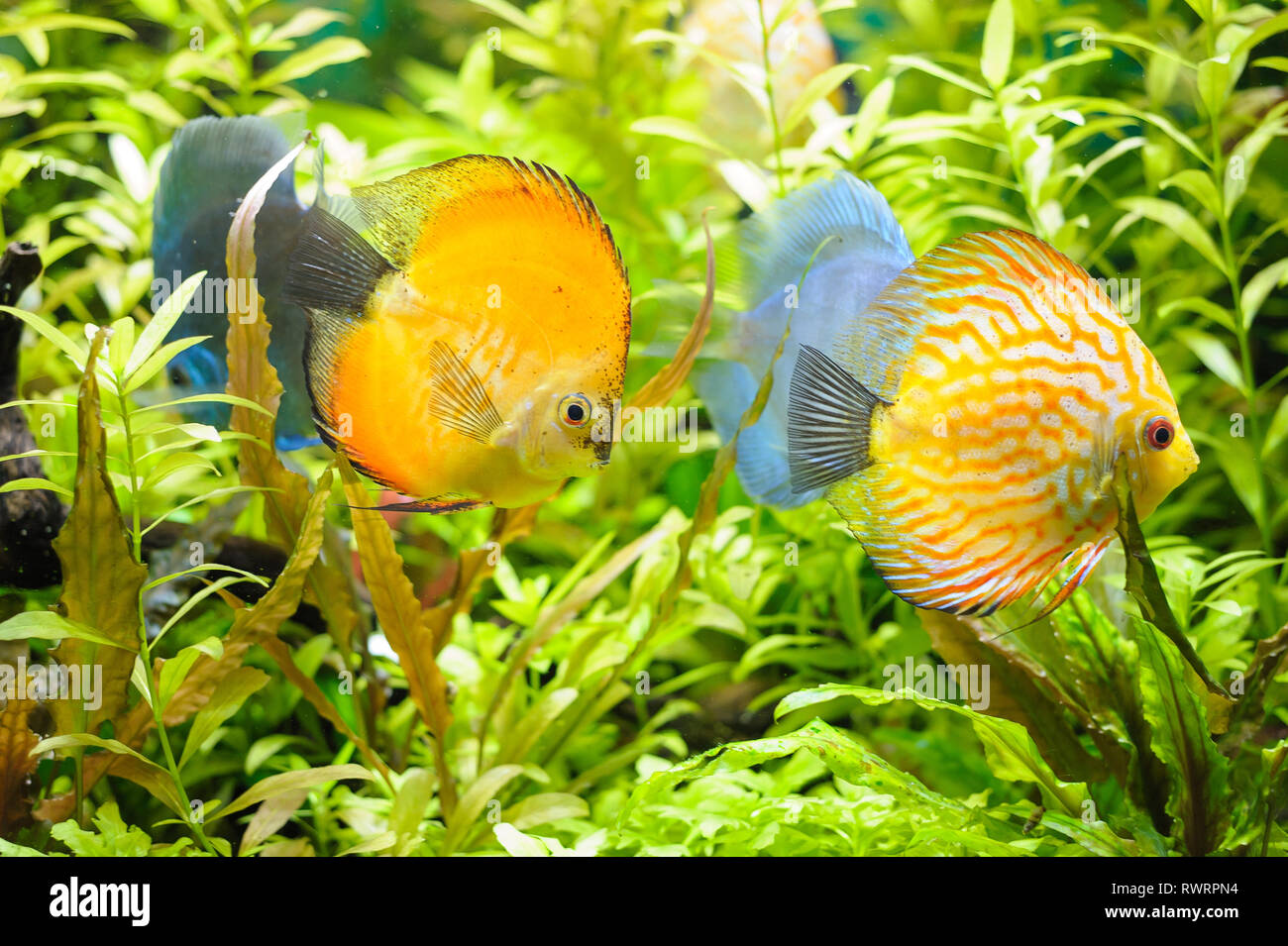 Pompadour fish hi-res stock photography and images - Alamy