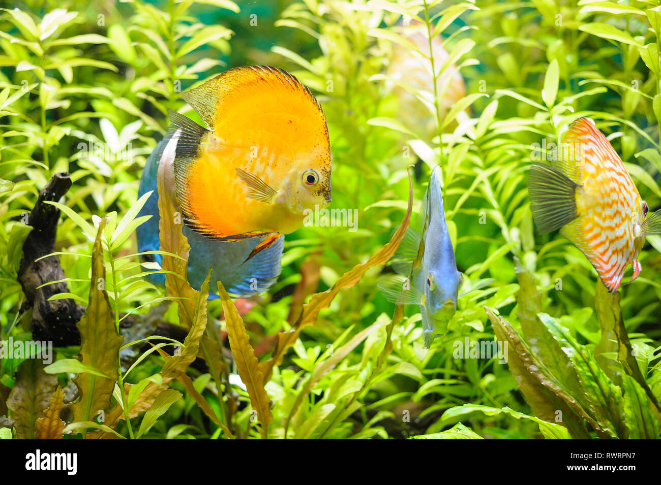 Golden Discus pompadour fish in aquarium Stock Photo - Alamy