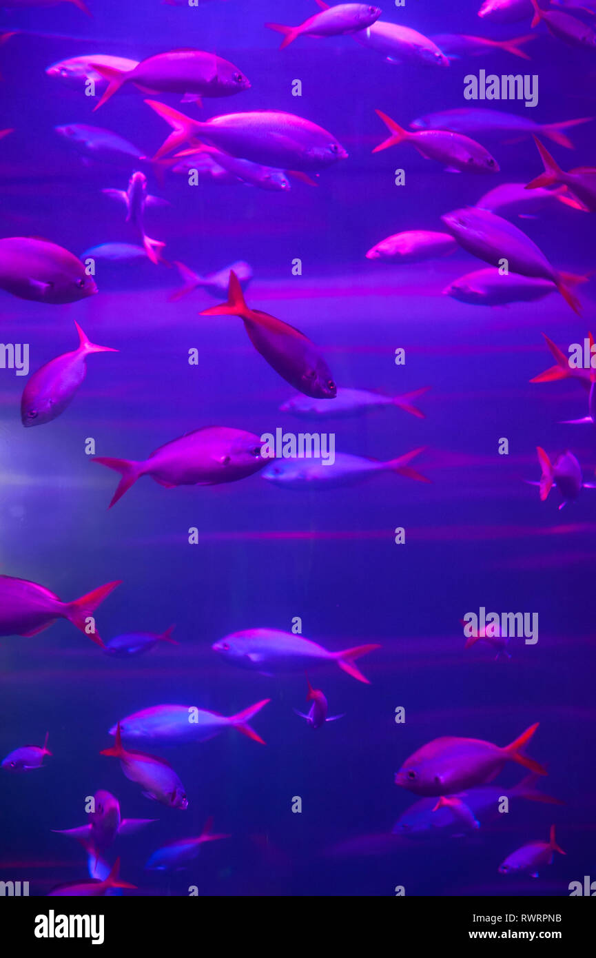 Many exotic fish swimming under hi-res stock photography and images - Alamy