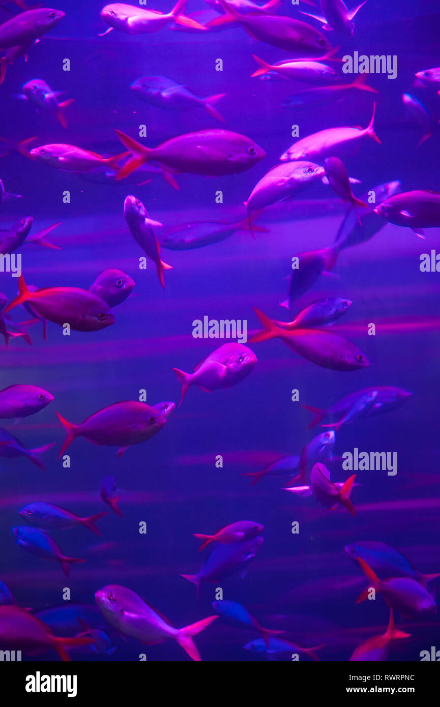 Many fish in the pink aquarium Stock Photo - Alamy