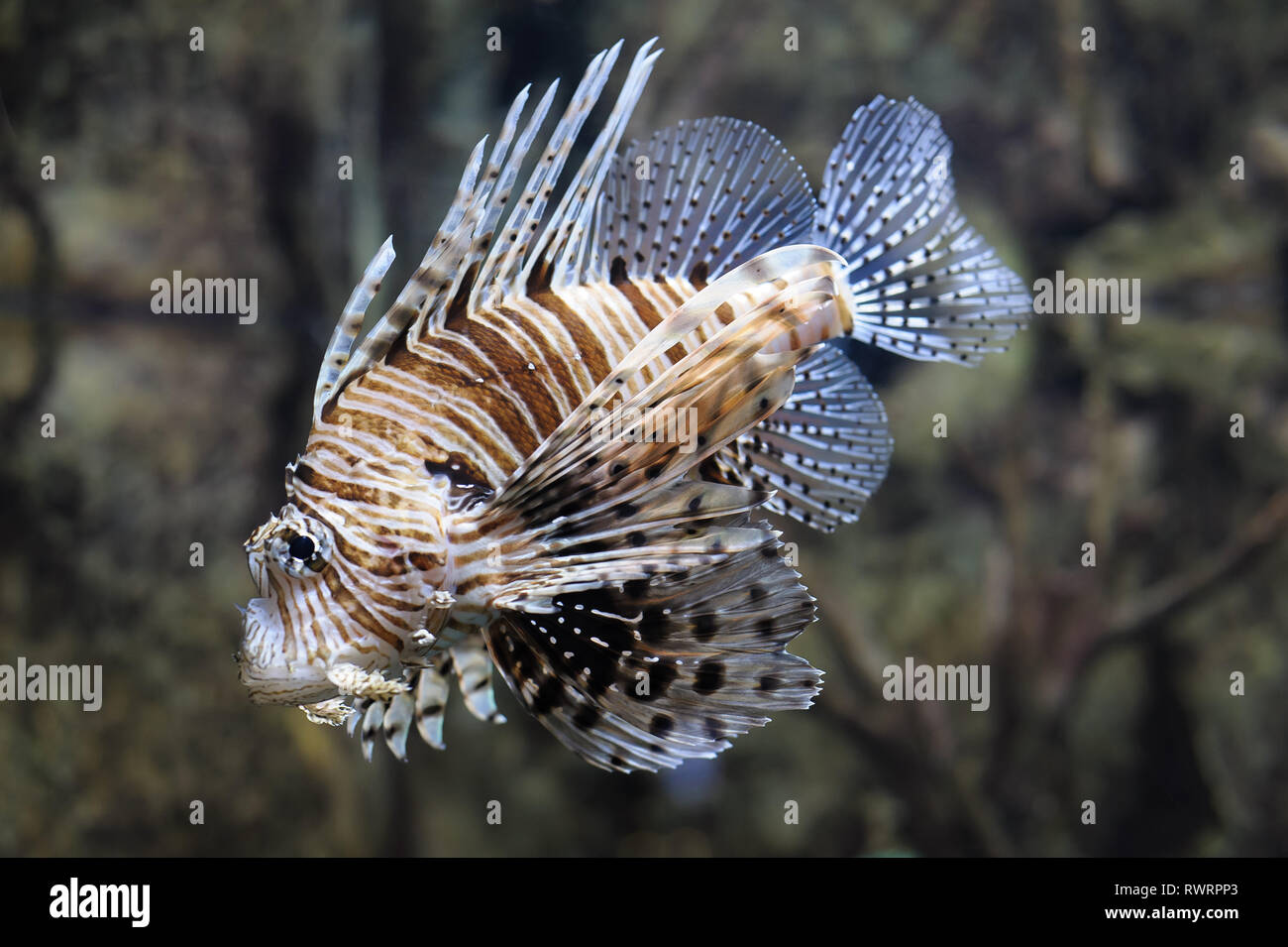 Common lionfish (Pterois volitans) swimming in water. Fish is a ...