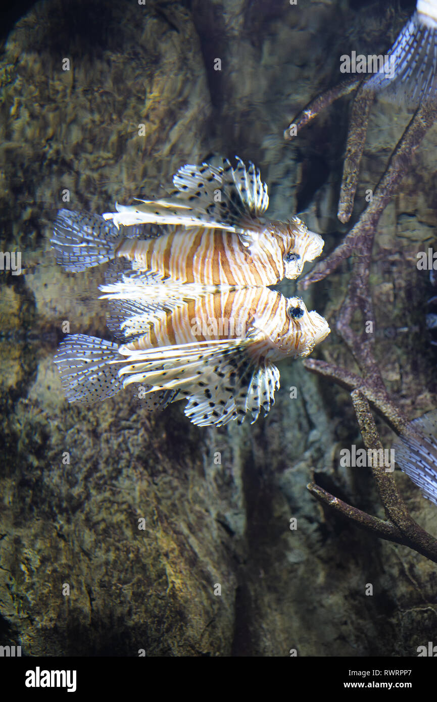 Common lionfish (Pterois volitans) swimming in water, reflection in top ...