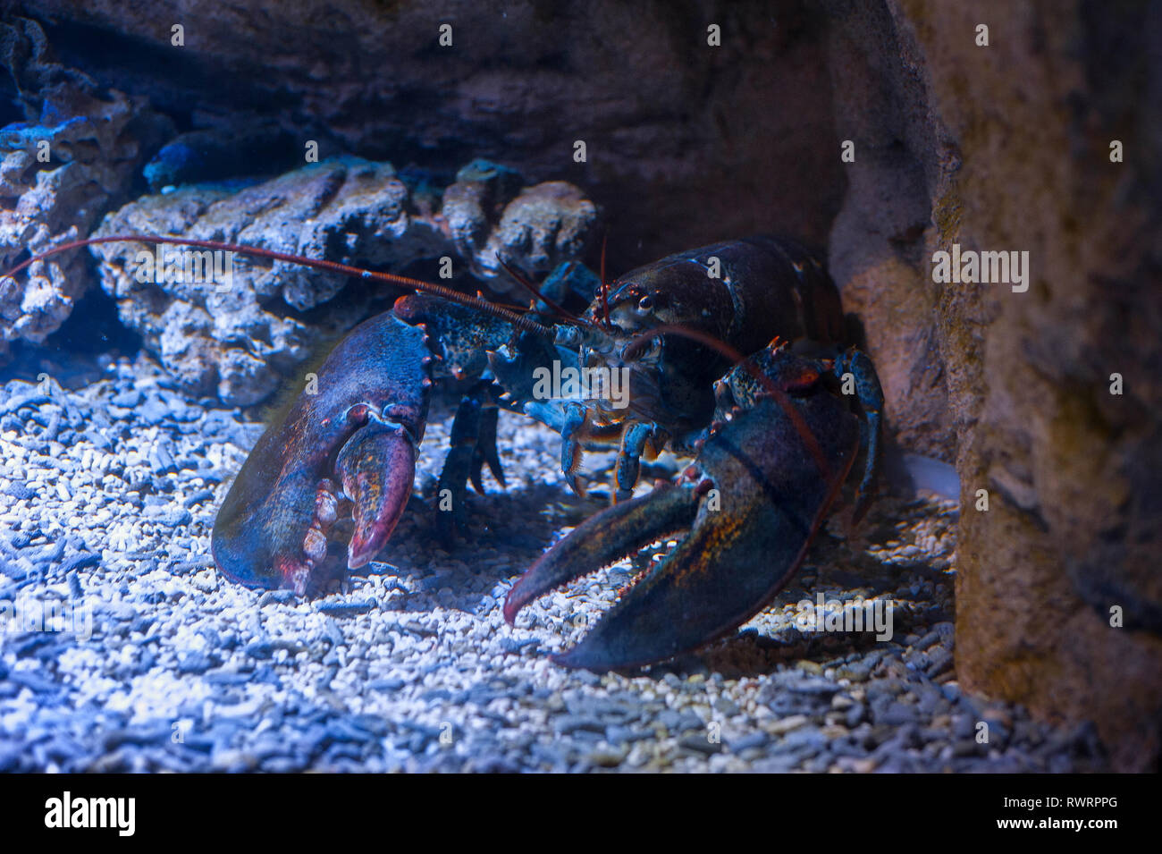 Big lobster under water on a rocky bottom Stock Photo - Alamy