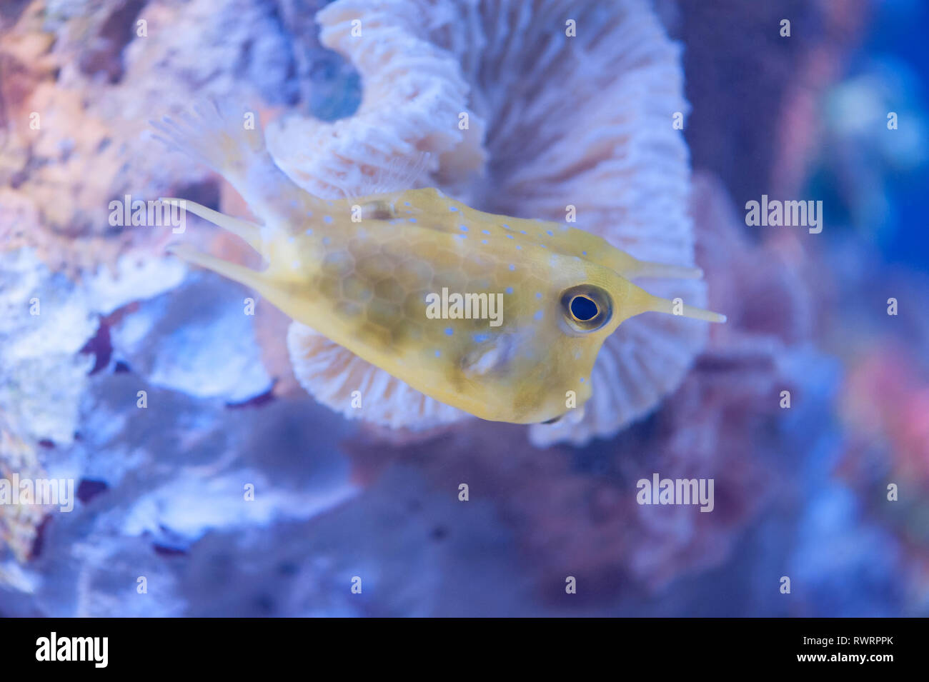 Longhorn cowfish, Lactoria cornuta, nature water habitat. Blue water ...