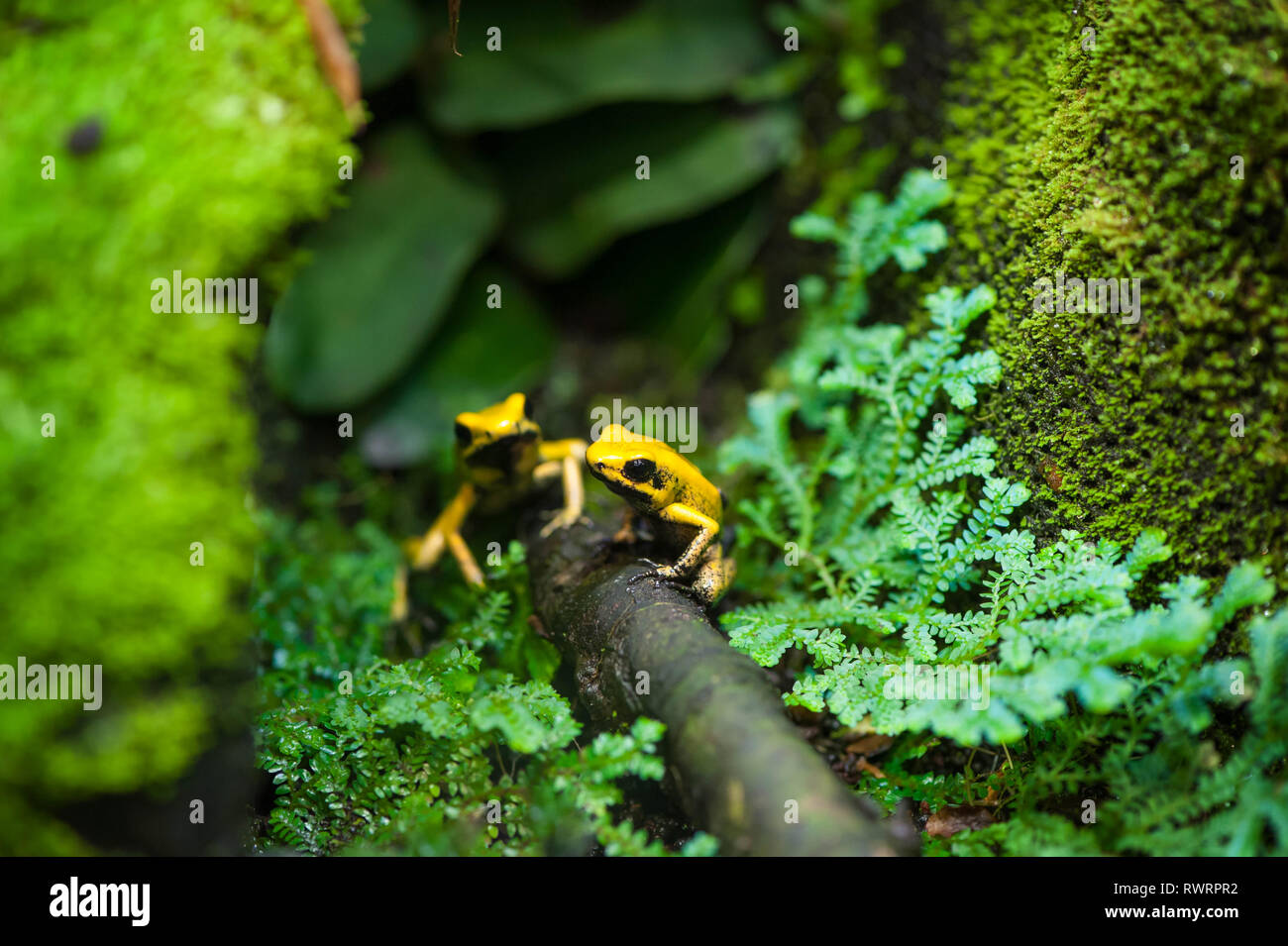 Golden Poison Arrow Frog (Phyllobates terribilis). Colourful bright ...