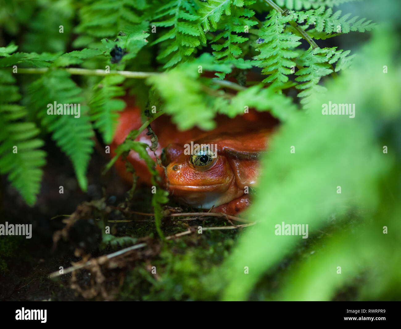 Red frog (tomato frog, Dyscophus antongilii) with big yellow eyes sits ...