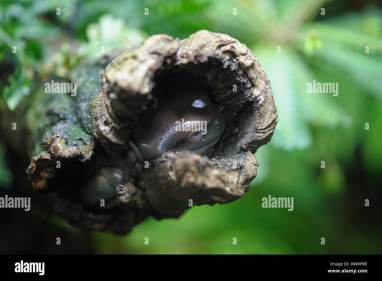 White's tree frog. Also known as the dumpy frog and Australian green ...