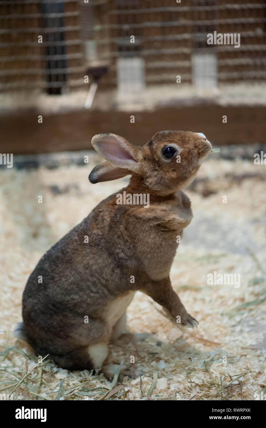 Little baby rabbit on sawdust eating vegetable Stock Photo - Alamy