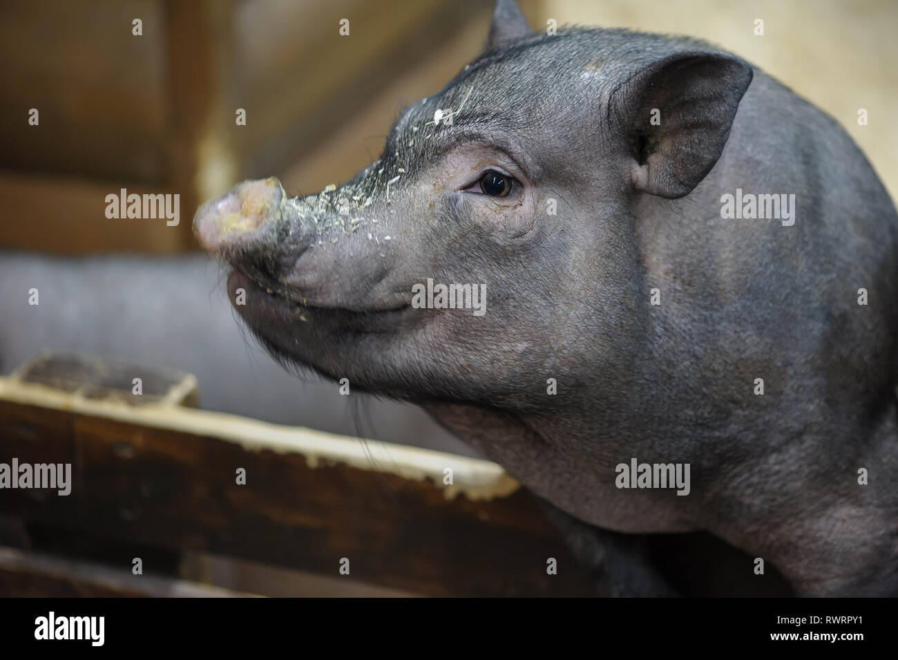 Big miniature Pig (mini piggy) with focus on eye and motion snout Stock ...