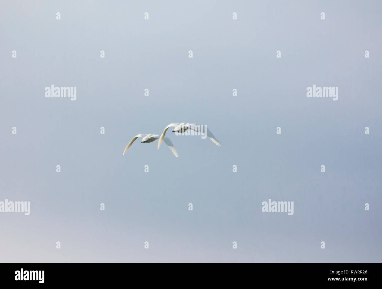 Couple white swans flying in a blue cloudy sky, Finland. Back view ...