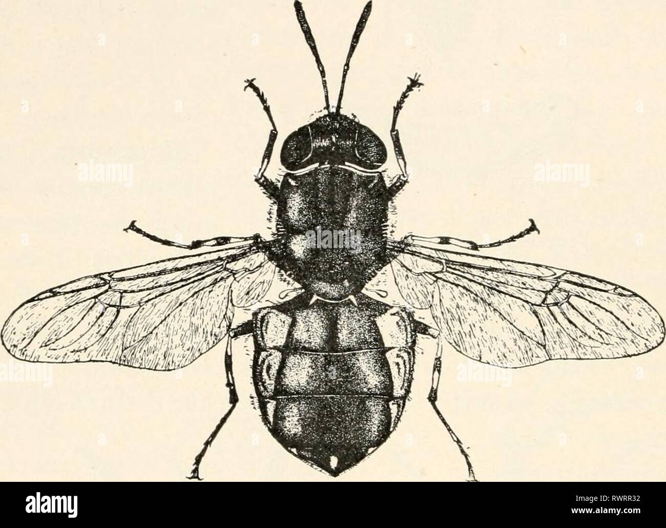 Males bright green heads hi-res stock photography and images - Alamy