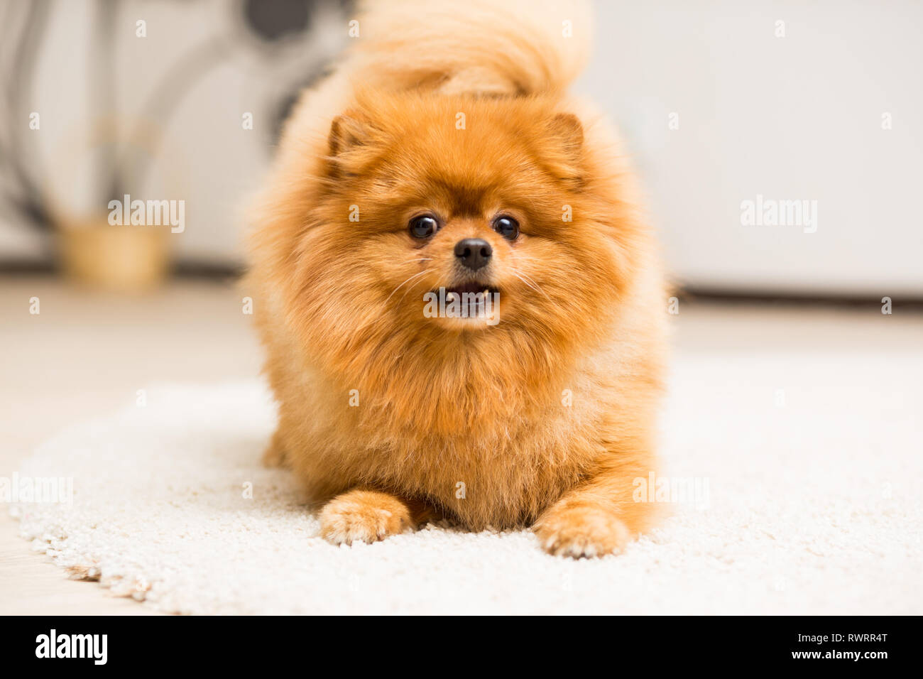Dog little red spitz jumps hi-res stock photography and images - Alamy