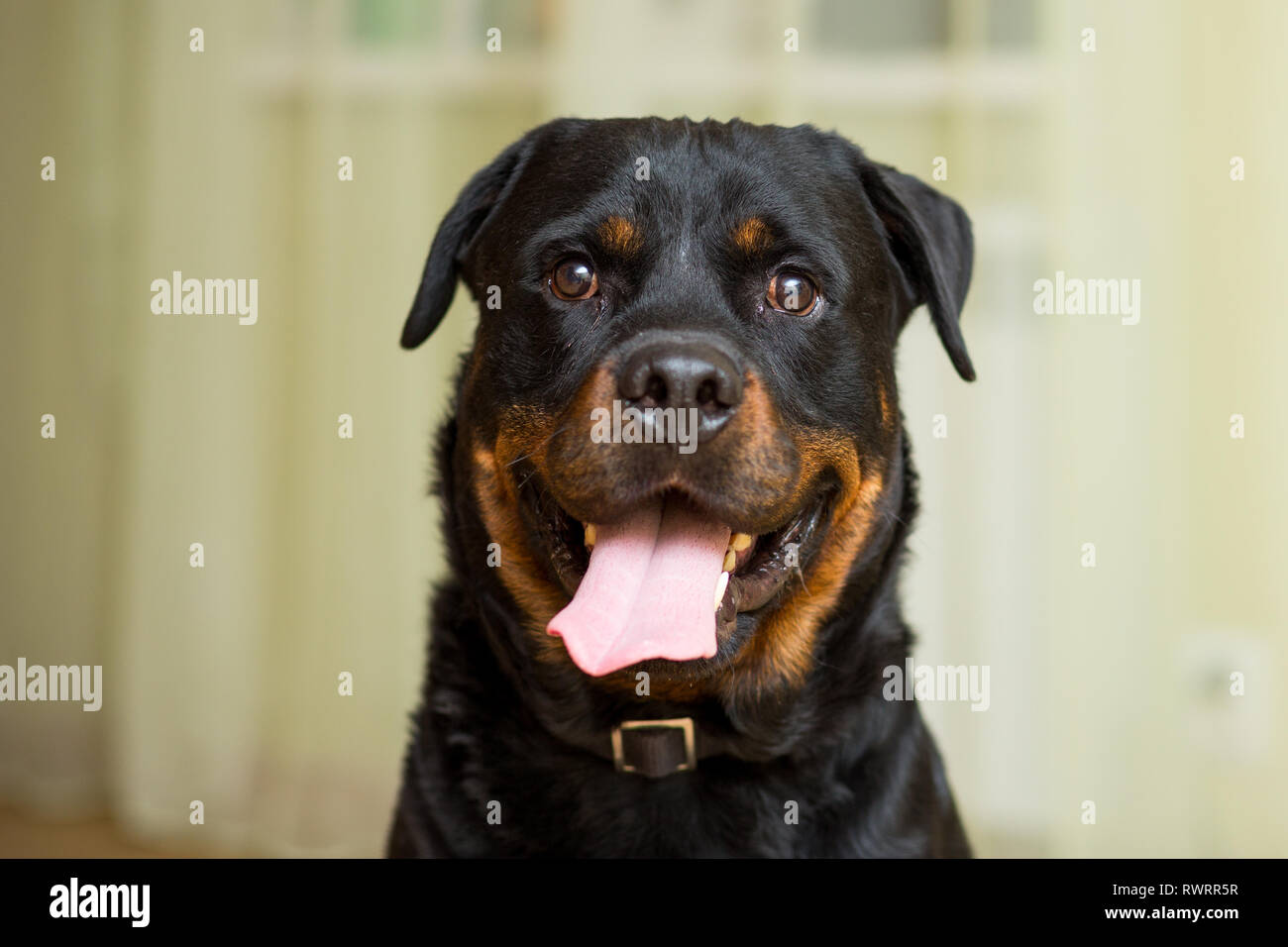 Rottweiler breed dog close-up portrait with tongue out Stock Photo - Alamy