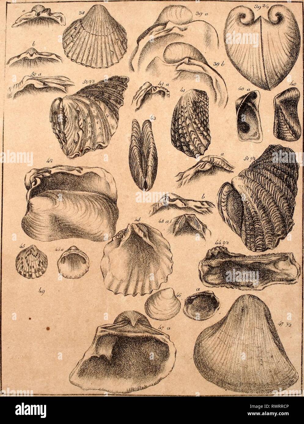 Elements of conchology including Stock Photo - Alamy