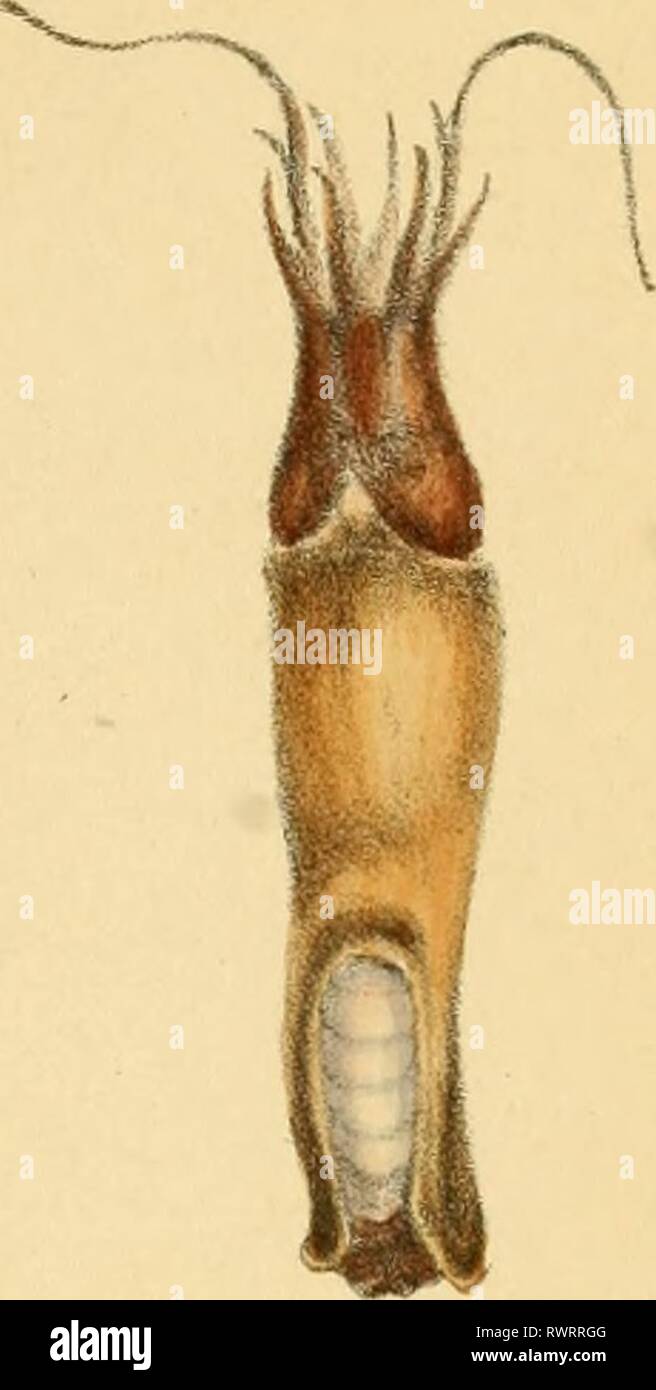 Elements of conchology an Stock Photo - Alamy