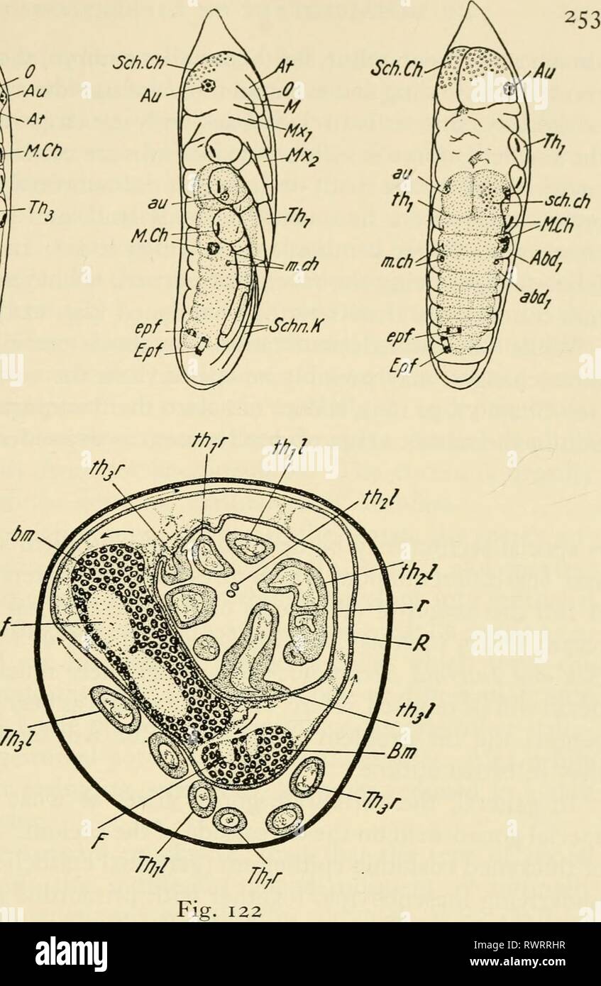 The elements of experimental embryology Stock Photo - Alamy