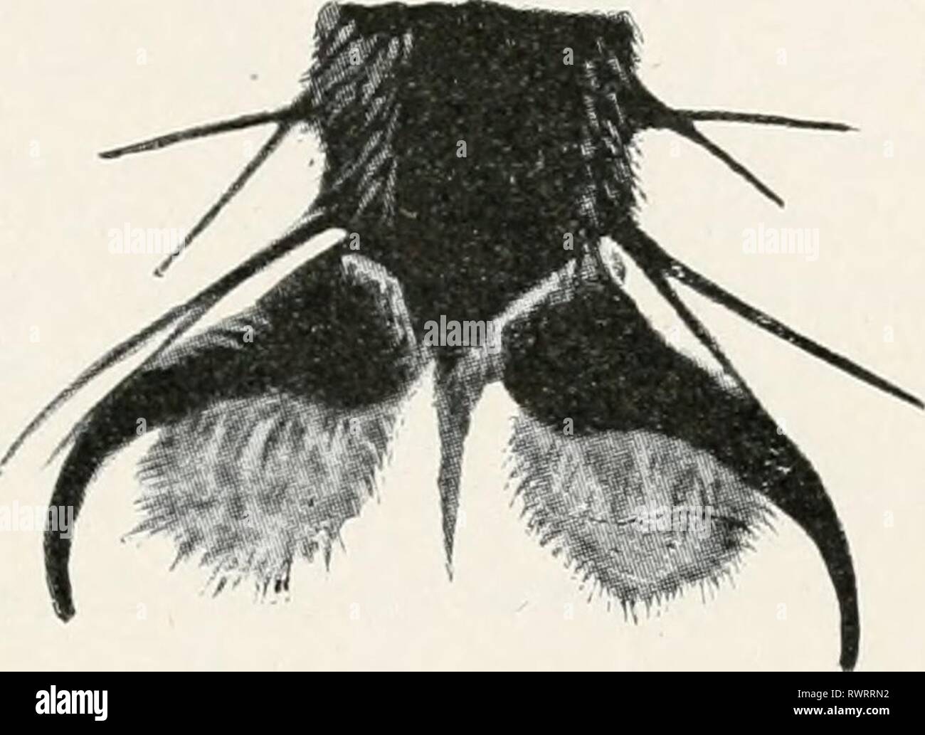 House fly pupa hi-res stock photography and images - Alamy