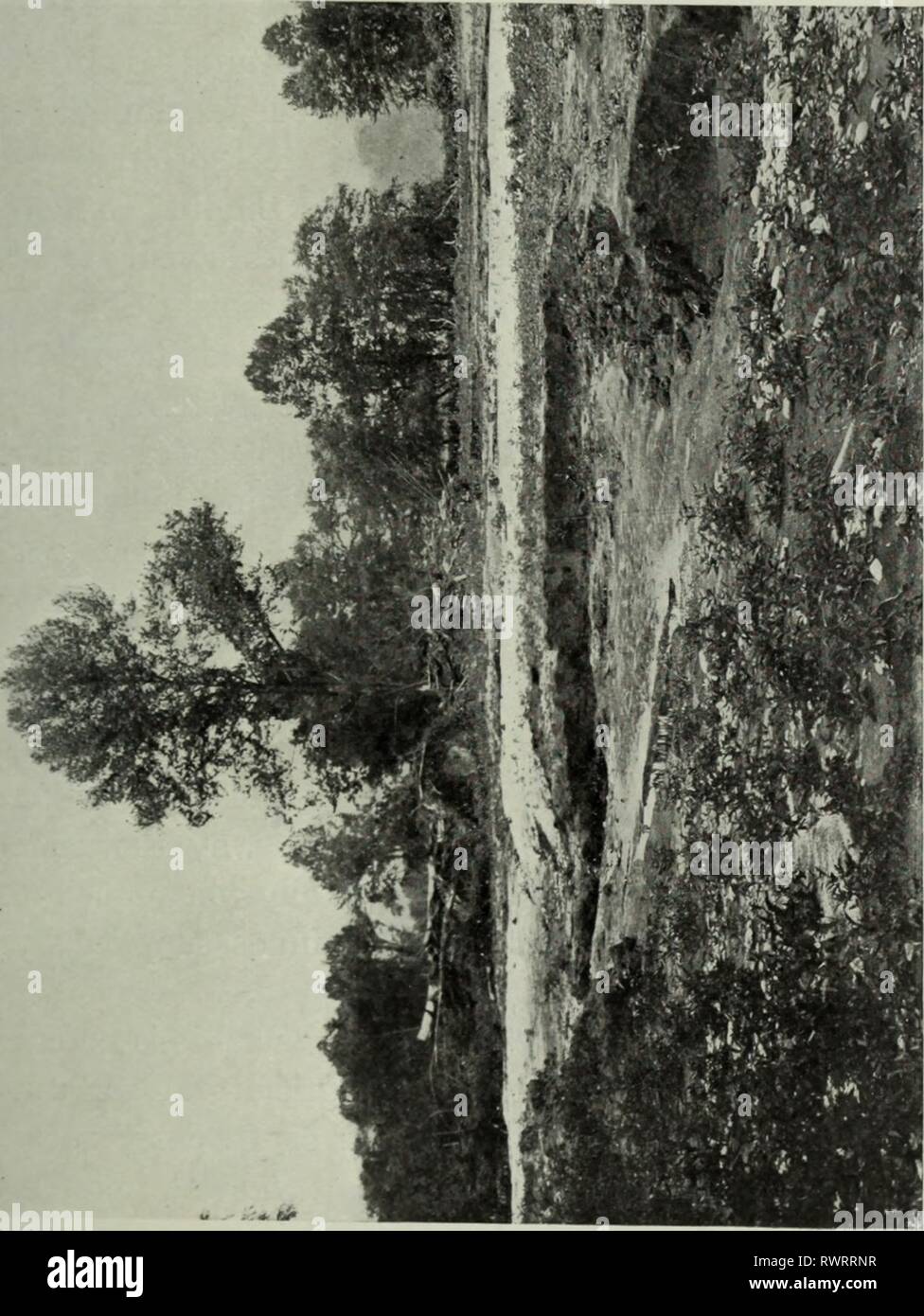 Elements of forestry (1914 Stock Photo - Alamy